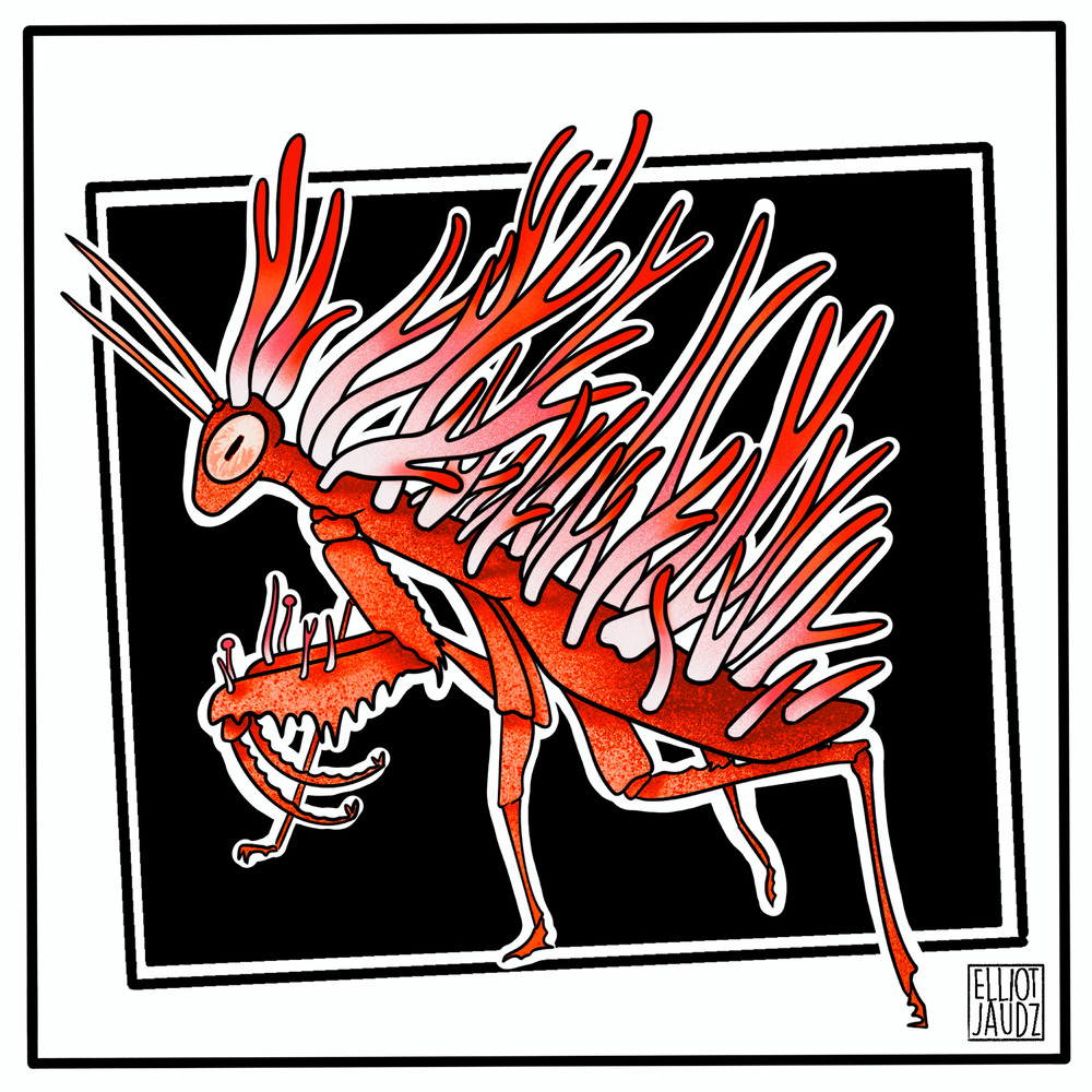 cordyceps-mantis – uMabhengwane
